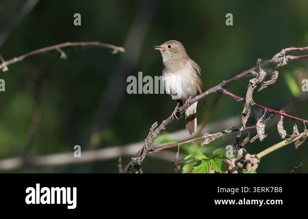 Close up of a thrush nightingale (Luscinia luscinia) sitting on a ...