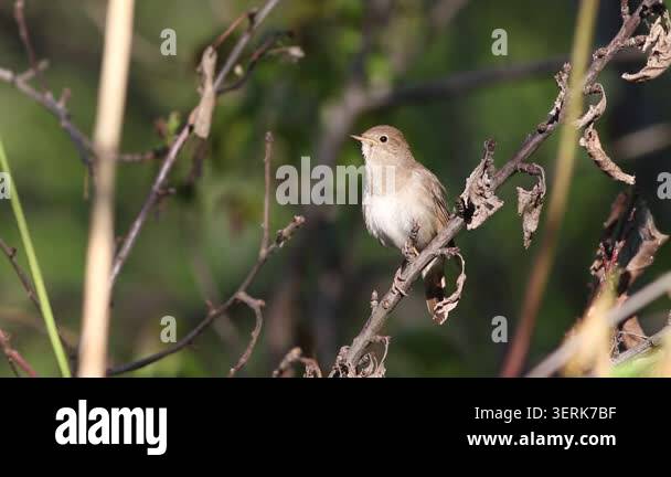Close up of a thrush nightingale (Luscinia luscinia) perched on a dry ...