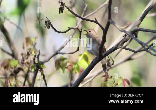 Close up front view of a thrush nightingale (Luscinia luscinia) perched ...