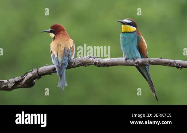 Two beautiful European bee-eaters (Merops apiaster) sit together on a ...