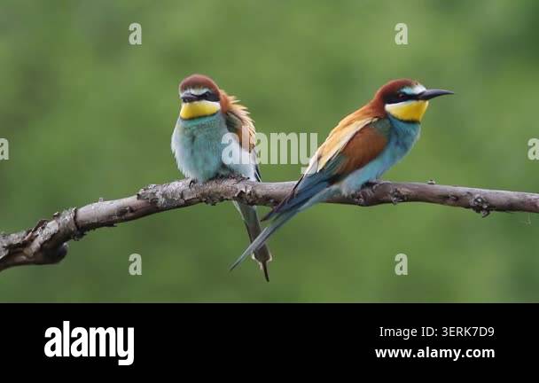 Two colorful European bee-eaters (Merops apiaster) sit on a tree branch ...