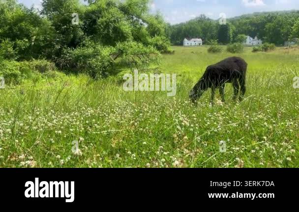 Black sheep grazes alone in idyllic rural Pennsylvania landscape with ...