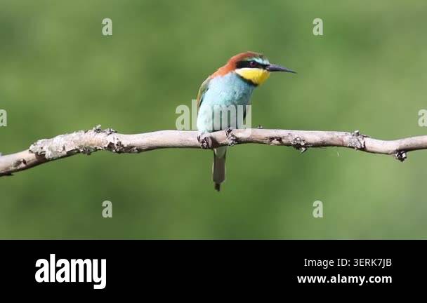 A colorful European bee-eater (Merops apiaster) ruffles its feathers ...