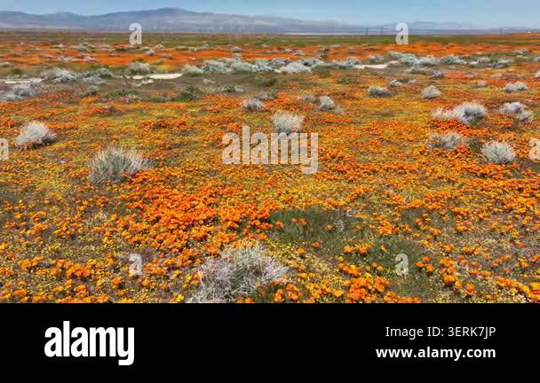 Antelope Valley Poppy and Goldfields Wildflowers Super Bloom Dolly R in ...