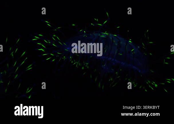 Jellyfish Flower Hat Jelly Olindias Formosus Extreme Closeup Dark Stock ...