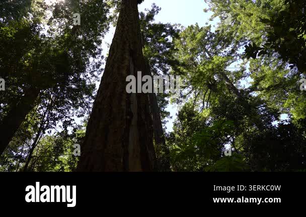 Redwood National Park Dark during daytime in Lady Bird Johnson Grove ...