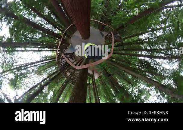 Redwood Forest Walking POV Woodbridge Tiny Planet 02 California USA ...