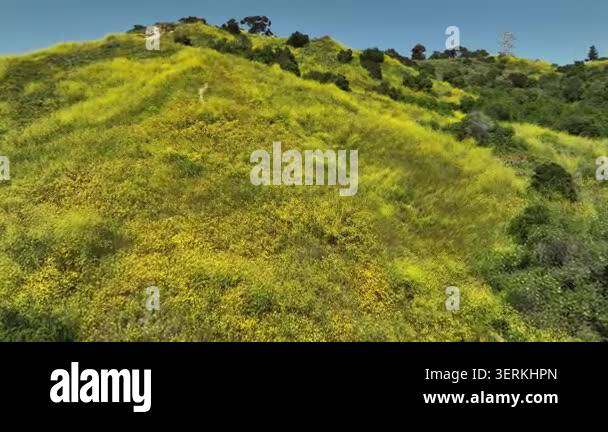 California Wildflowers Super Bloom Aerial Shot Forward in Kenneth Hahn ...