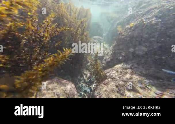 Underwater Ocean with Seaweed Palos Verdes California USA Stock Video ...