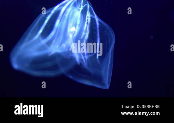 Bioluminescent Jellyfish Warty Comb Jelly Under Blue Lighting Extreme ...
