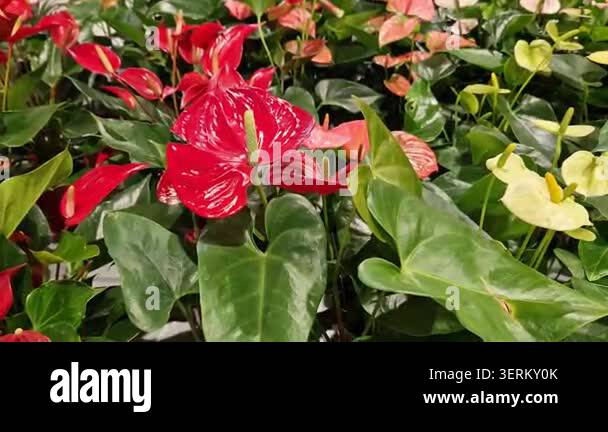Assortment of bright Anthurium flowers. Blooming red anthurium with ...