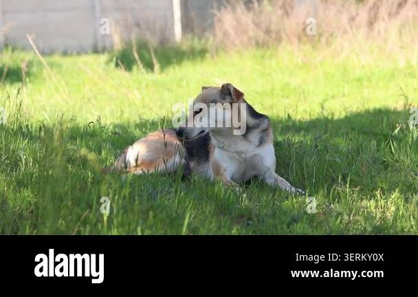A stray dog is resting on green grass on a sunny day. A dog with a clip ...