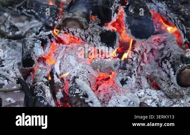 Close-up of burning firewood in a bonfire. Charred wood with orange ...