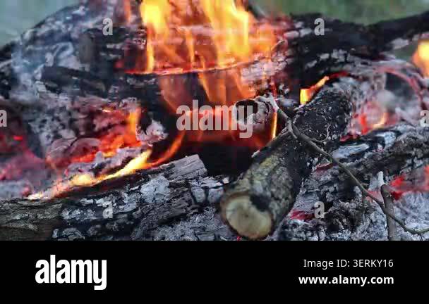 Close-up of burning firewood in a bonfire. Charred wood with orange ...