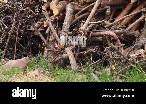 A pile of dry branches and wood firewood prepared for a fire. Stacked ...