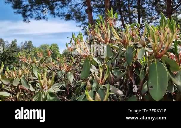 Evergreen rhododendron with narrow lanceolate leaves in the spring ...