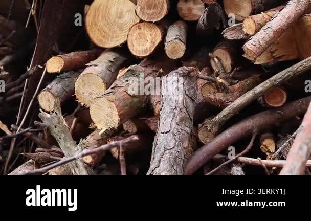 A pile of dry branches and wood firewood prepared for a fire. Stacked ...