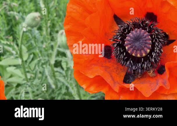 Close-up of a red poppy flower with bees and bumblebees. A bee and a ...