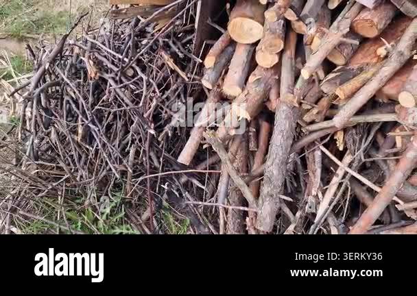 A pile of dry branches and wood firewood prepared for a fire. Stacked ...