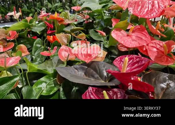 Assortment of bright Anthurium flowers. Blooming red anthurium with ...