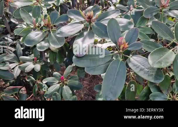 Evergreen rhododendron with narrow lanceolate leaves in the spring ...
