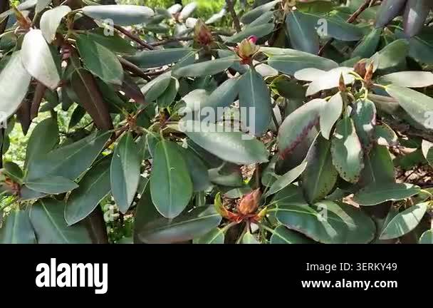 Evergreen rhododendron with narrow lanceolate leaves in the spring ...