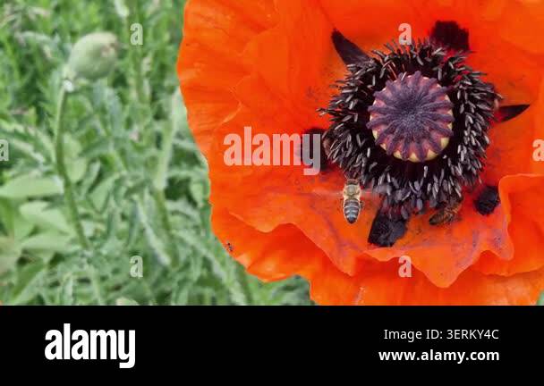 Close-up of a red poppy flower with bees and bumblebees. A bee and a ...