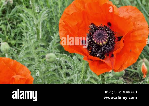 Close-up of a red poppy flower with bees and bumblebees. A bee and a ...