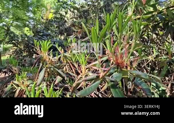 Evergreen rhododendron with narrow lanceolate leaves in the spring ...