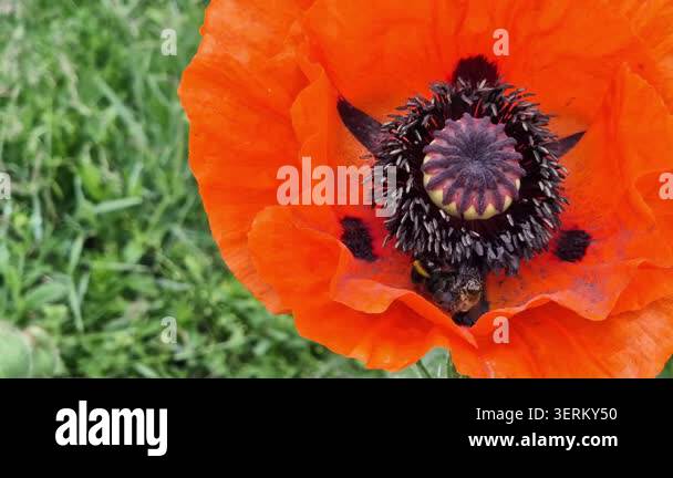 Bees and bumblebees collect pollen on a poppy flower. Close-up of a red ...