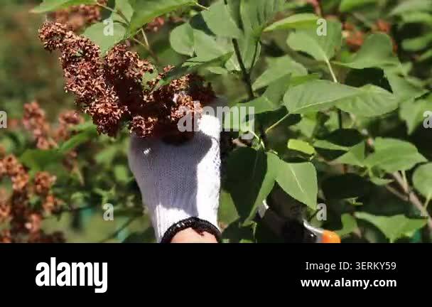 Gardener in protective gloves cuts dry lilac inflorescences with garden ...