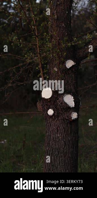 Tree trunk with cut branches painted white. Texture of bark of an old ...