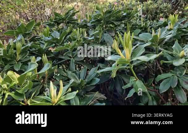 Evergreen rhododendron with narrow lanceolate leaves in the spring ...