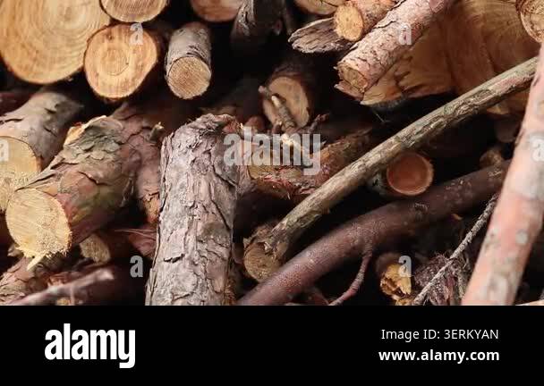 A pile of dry branches and wood firewood prepared for a fire. Stacked ...