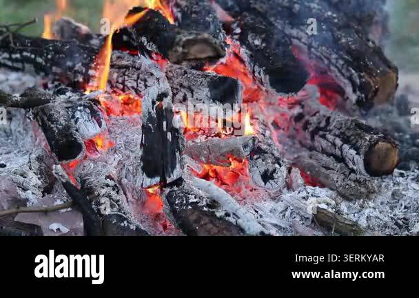 Close-up of burning firewood in a bonfire. Charred wood with orange ...