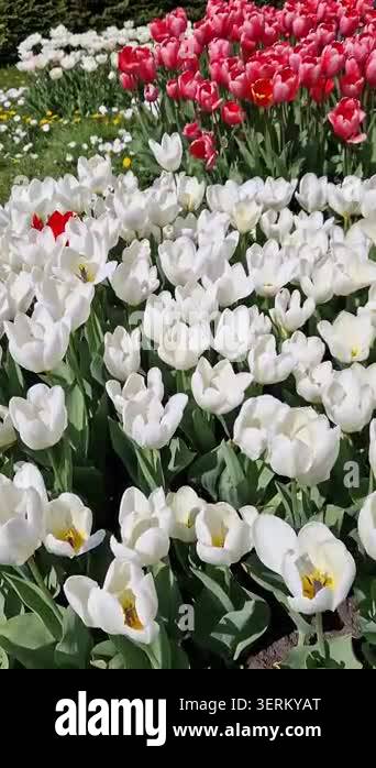 Spring flowerbed with white and pink tulips. Fresh spring tulips in the ...