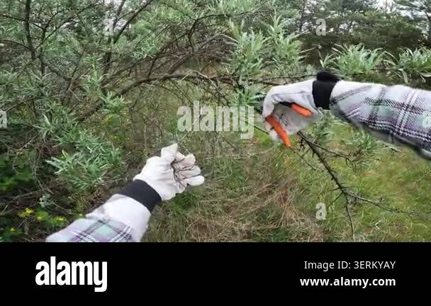 Woman trims sea buckthorn branches with secateurs in the garden. First ...