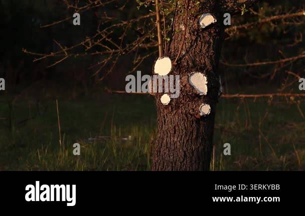 Tree trunk with cut branches painted white. Texture of bark of an old ...