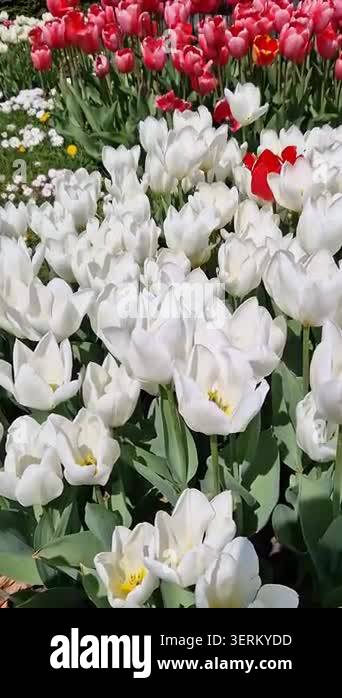 Spring flowerbed with white and pink tulips. Fresh spring tulips in the ...
