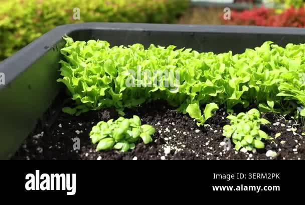 Side view of fresh green lettuce leaves and basil sprouts growing in ...