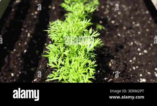 Top view of young green carrot seedlings growing in straight row in ...