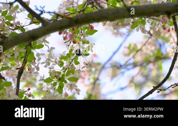 Blooming tree branches with white and pink flowers while bumblebee ...