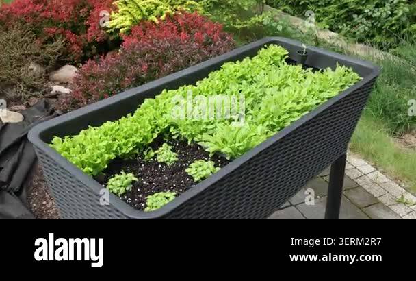 High angle view of fresh green lettuce arugula and basil seedlings ...