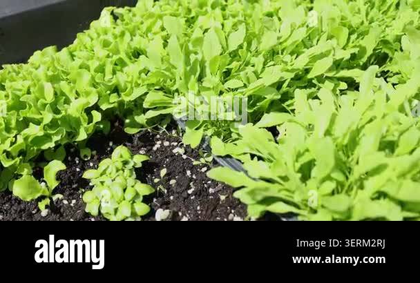 Close up view of fresh green basil arugula and lettuce seedlings ...