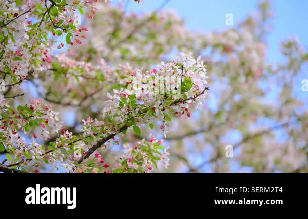 Close up shoot of Blooming tree with white spring flowers against a ...