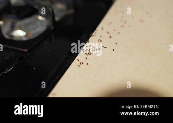 Ants moving along surface on kitchen. Concept of pest infestation ...