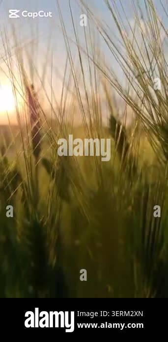 Close-up of a wheat field at sunset in summer. Idyllic agricultural ...