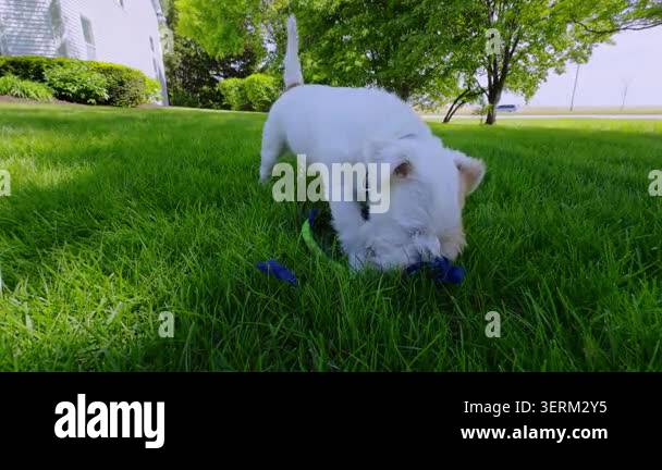 Jack Russell Terrier lying in green grass, playing with a toy in a ...