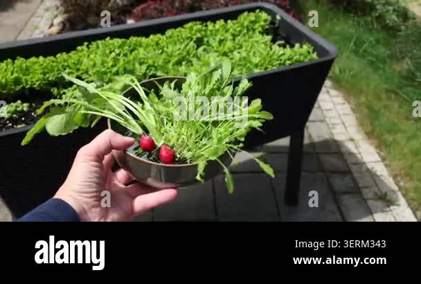 Person holding ceramic bowl filled with fresh harvested red radishes ...