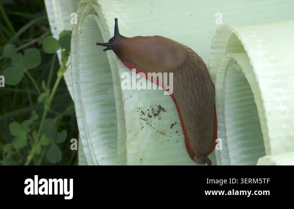 Close-up of a large red slug slowly moving along a white corrugated ...
